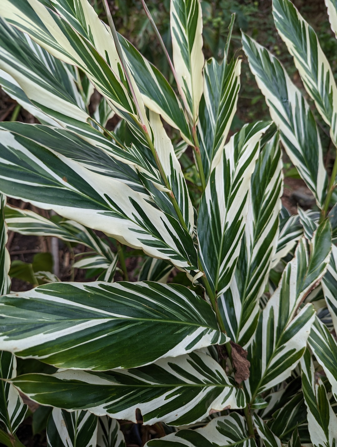 Variegated Alpinia Albolineata Vittata Ginger - Rhizome - Etsy