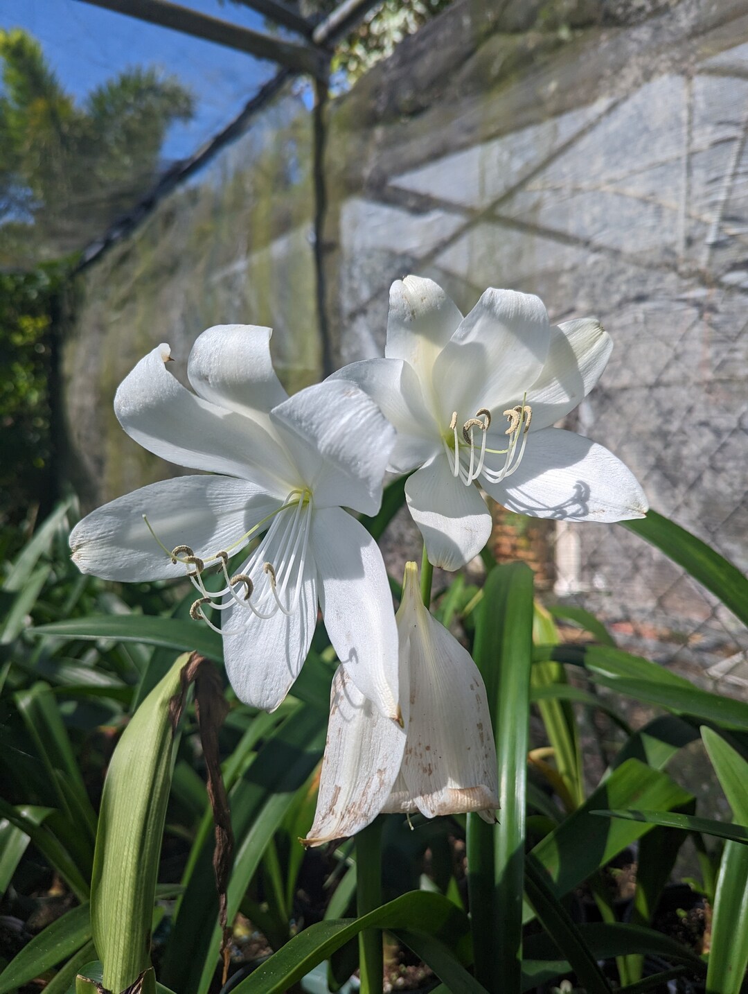 White Crinum Lily Powellii 'album' or 'alba' - Bulb - Etsy