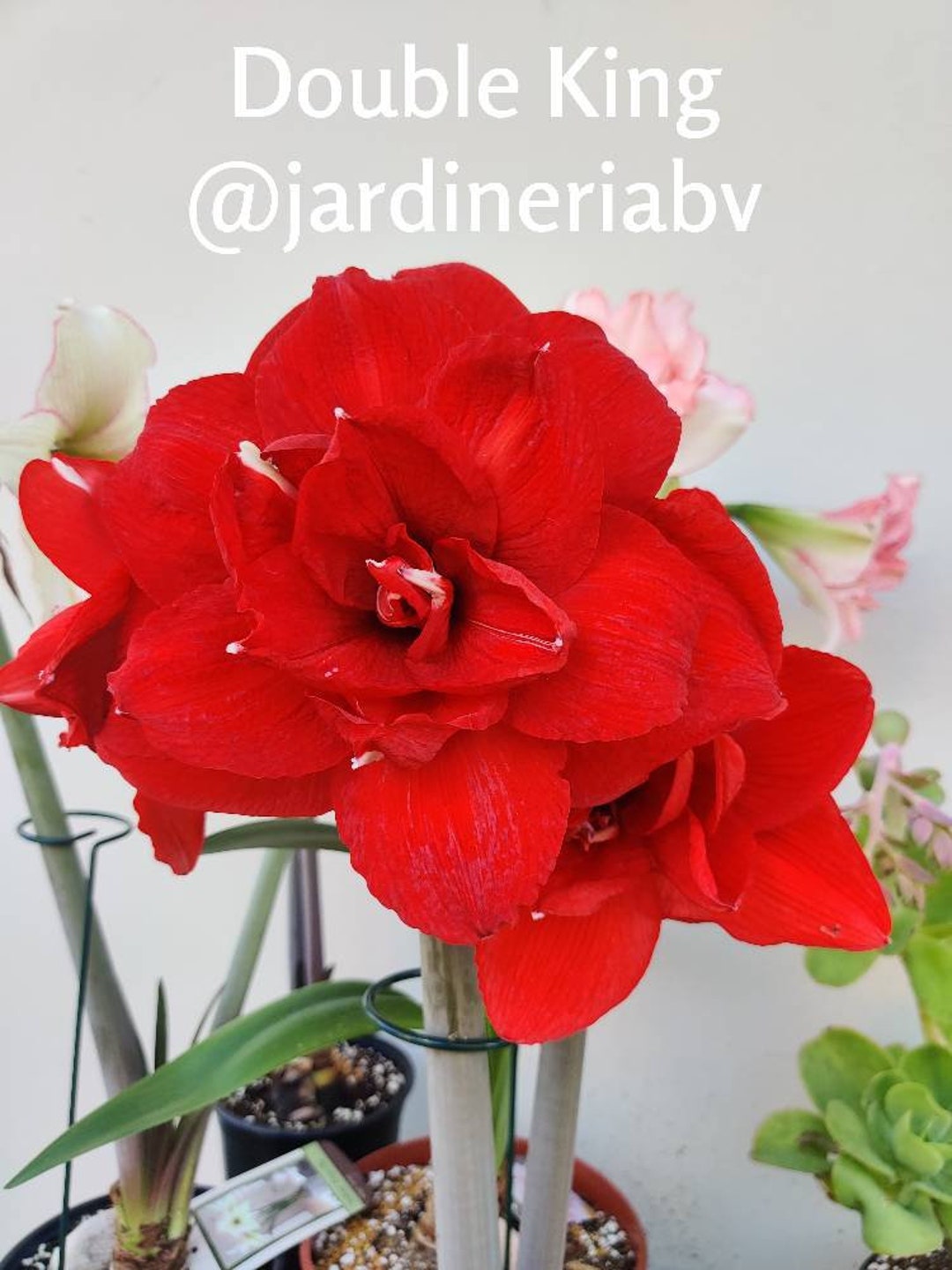 Amaryllis Peruvian Double King Bulb 36/38cm - Etsy
