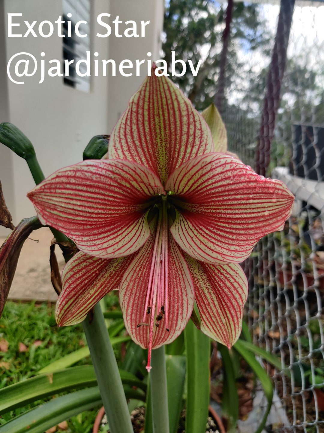 Amaryllis Dutch Exotic Star - Bulb 30/32cm - Etsy
