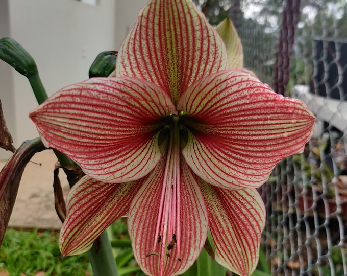 2pc Real Hippeastrum Bulbs, Amaryllis Bulbs - Etsy