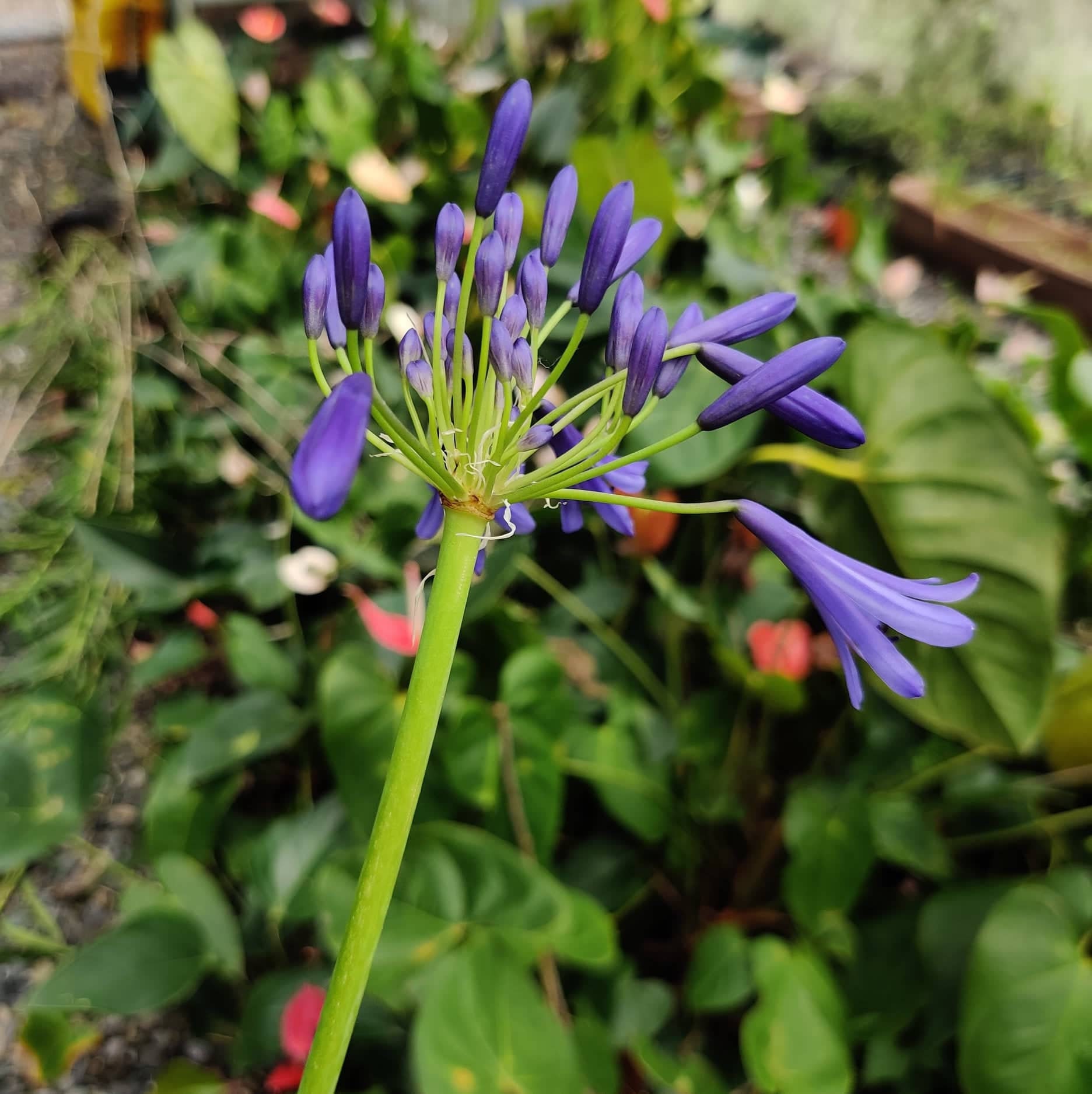 Agapanthus (african Lily) - Blue, Twister (purple and White), White ...