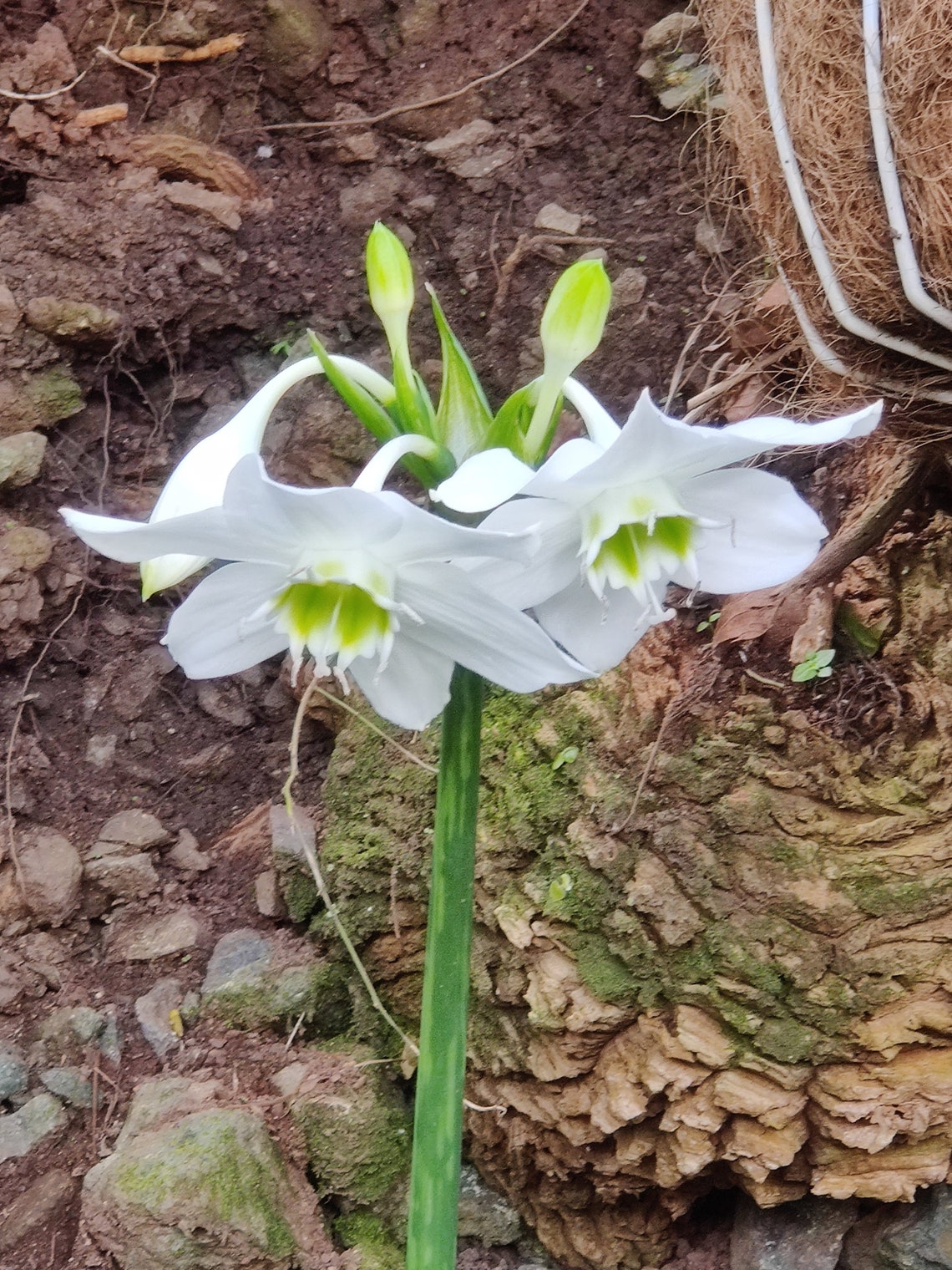 Eucharis Amazonica Eucharis Grandiflora Amazon Lily Bulb - Etsy