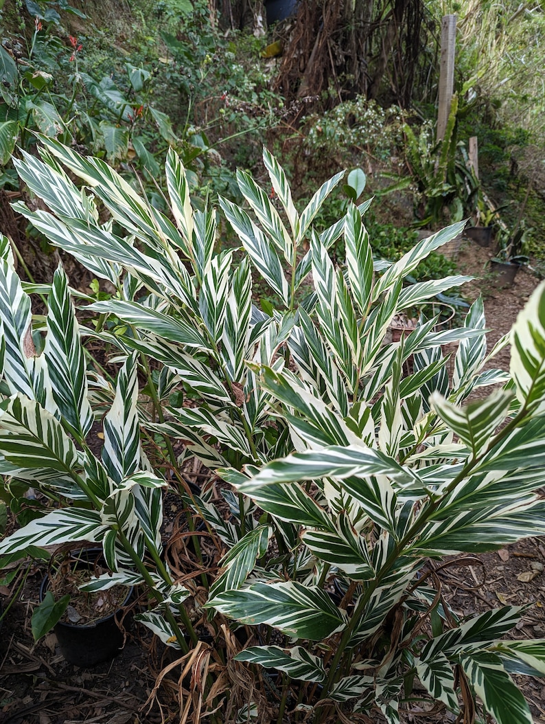 Variegated Alpinia Albolineata Vittata Ginger Rhizome - Etsy