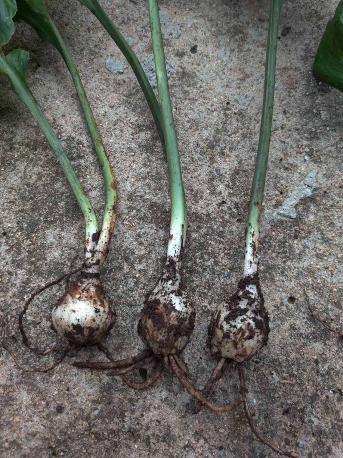 Eucharis Amazonica Eucharis Grandiflora Amazon Lily Bulb - Etsy
