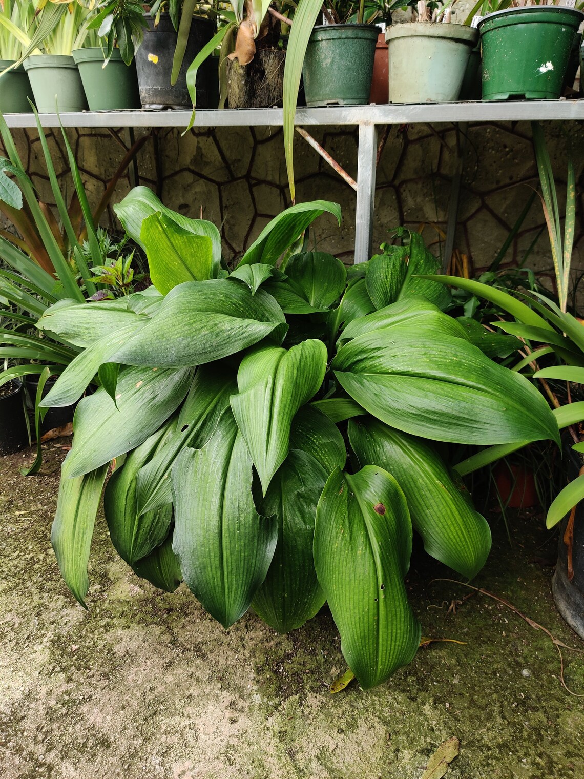 Eucharis Amazonica Eucharis Grandiflora Amazon Lily Bulb - Etsy