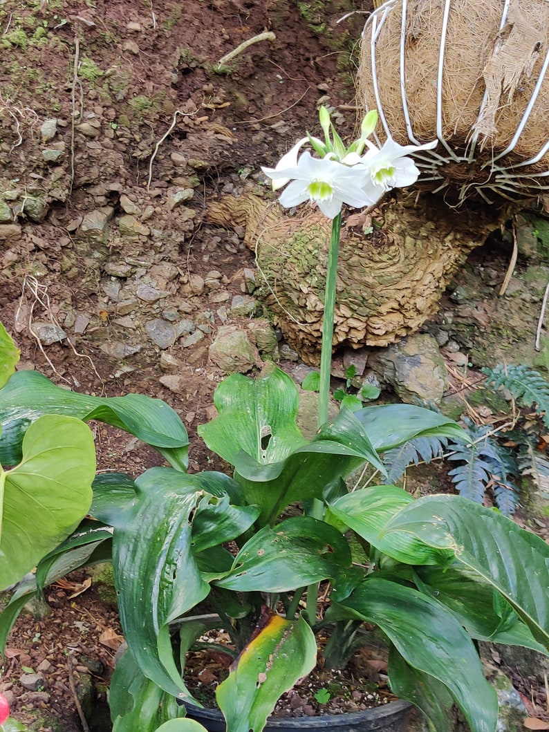 Eucharis Amazonica Eucharis Grandiflora Amazon Lily Bulb - Etsy
