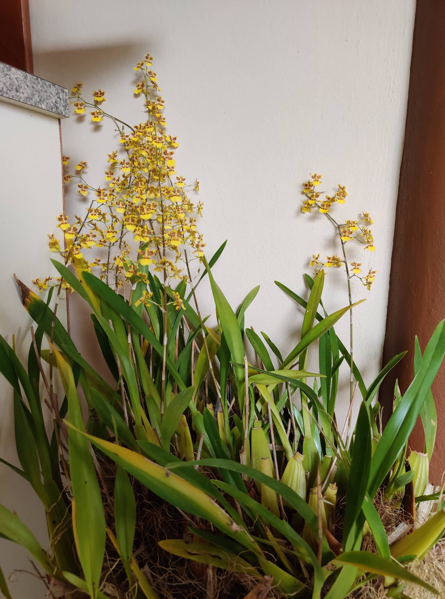 Orchid Oncidium Sphacelatum golden Shower Orchid - Etsy