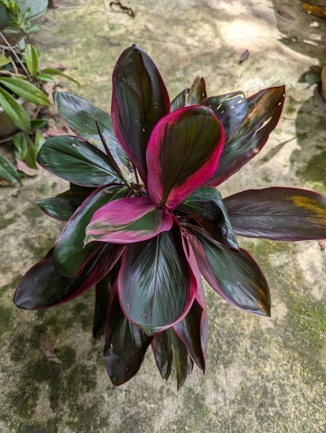 Cordyline Fruticosa 'ruby' - Ti Plant - Live Plant - Etsy