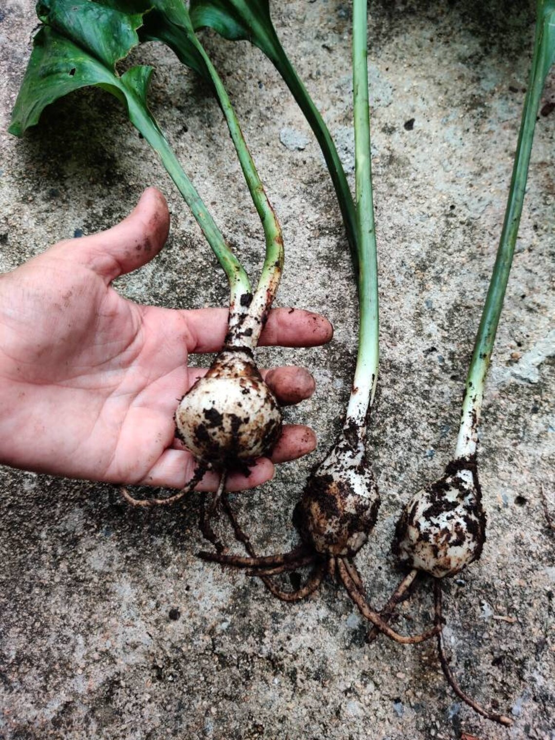 Eucharis Amazonica Eucharis Grandiflora Amazon Lily Bulb - Etsy
