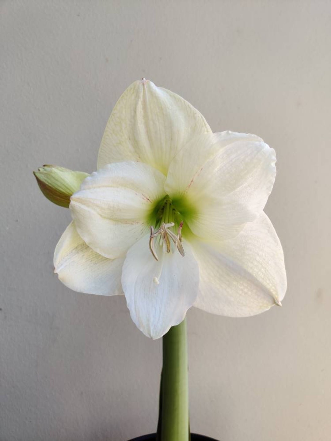 Amaryllis Maria Goretti - Bulb - Etsy