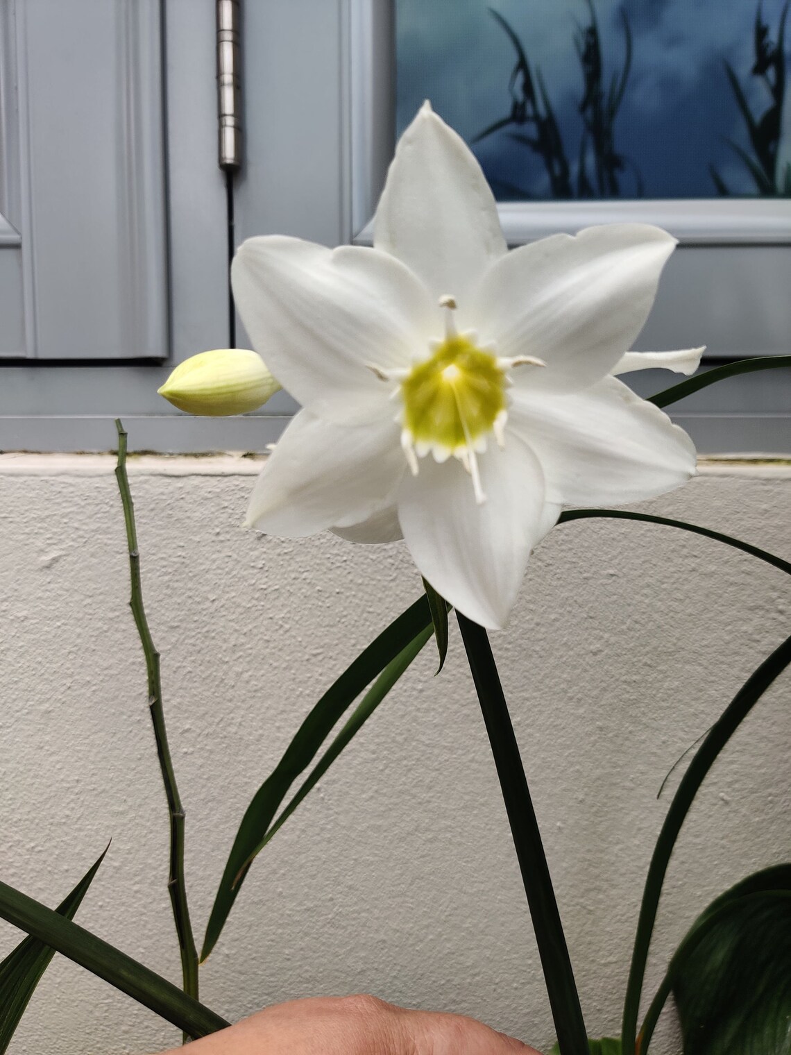 Eucharis Amazonica Eucharis Grandiflora Amazon Lily Bulb - Etsy