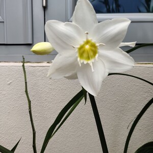 Eucharis Amazonica Eucharis Grandiflora Amazon Lily Bulb - Etsy