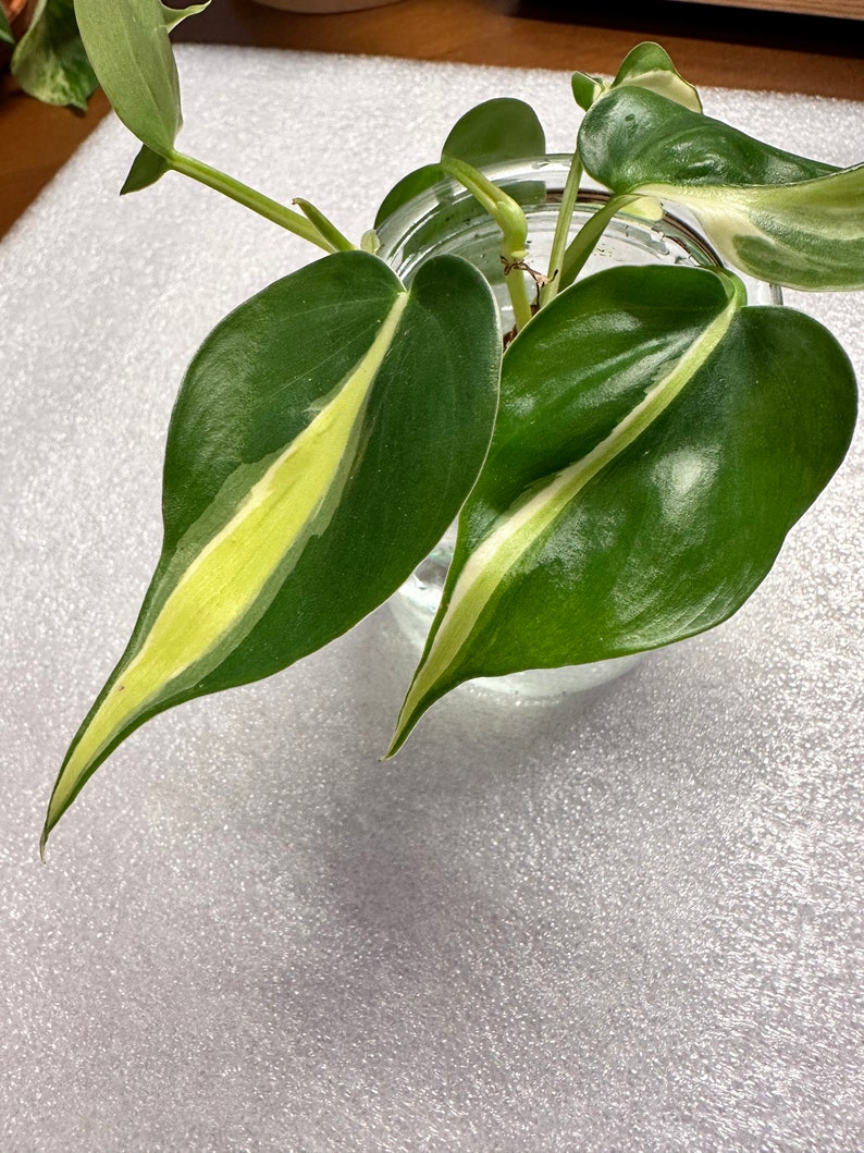 Philodendron Gabby Cream Splash Brasil Var.cuttings - Etsy