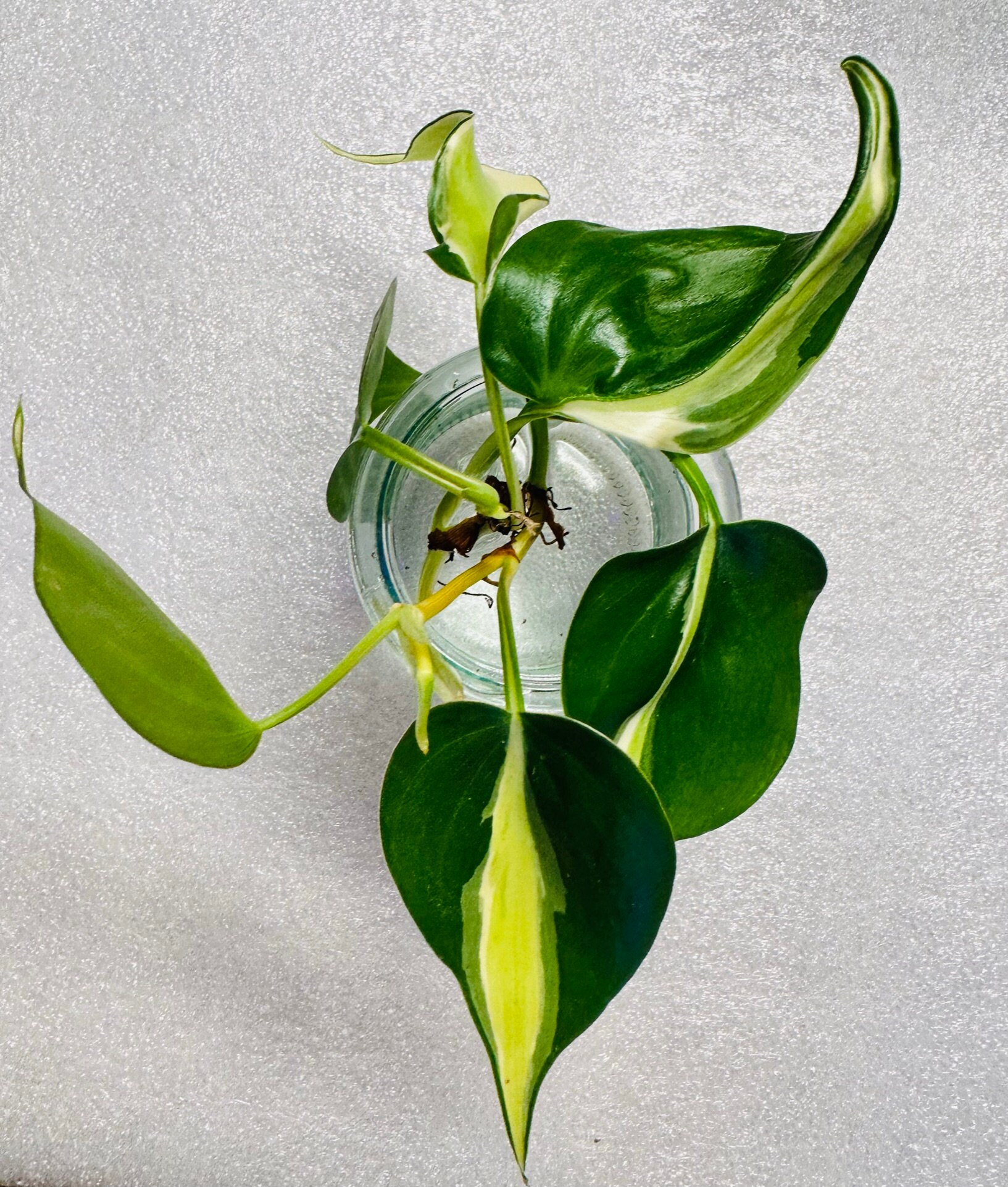 Philodendron Gabby Cream Splash Brasil Var.cuttings - Etsy