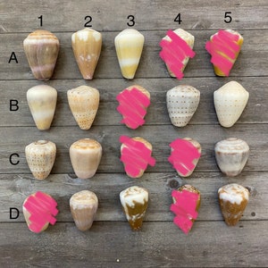 Hawaiian Shell Bangle | Etsy