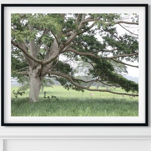 Tree Photography, Green Wall Art, Nature Photography Prints, Tree Art ...