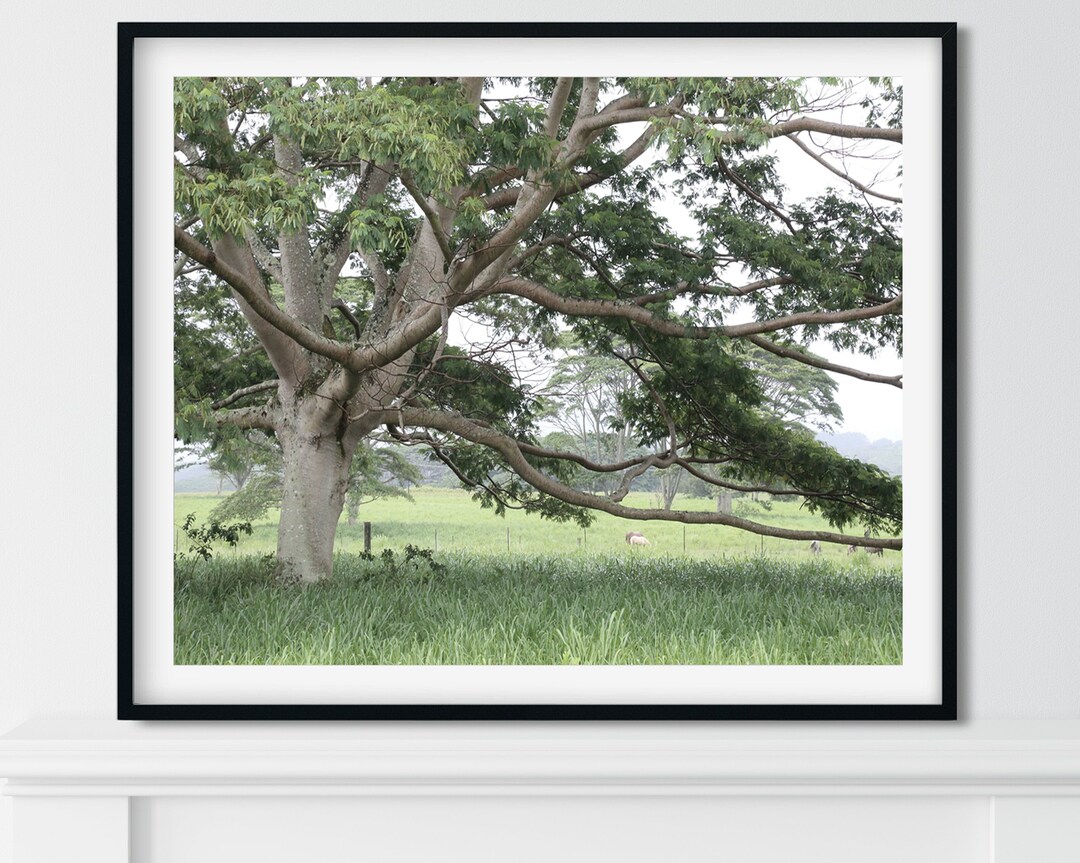 Tree Photography, Green Wall Art, Nature Photography Prints, Tree Art ...