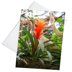 Tropical Flower Card Set, Botanical Note Cards, Set of 8, Blank Note ...