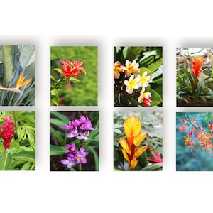 Tropical Flower Card Set, Botanical Note Cards, Set of 8, Blank Note ...
