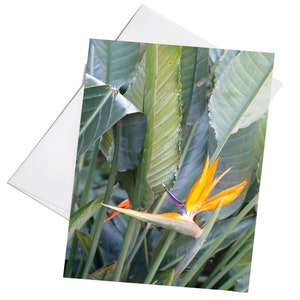 Tropical Flower Card Set, Botanical Note Cards, Set of 8, Blank Note ...