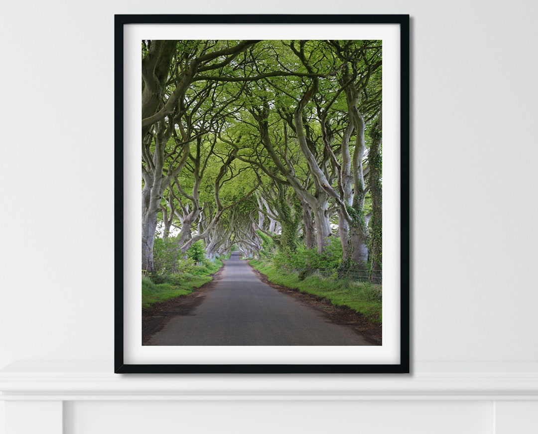 Tree Photography, Northern Ireland, Nature Wall Art, Ireland Travel ...