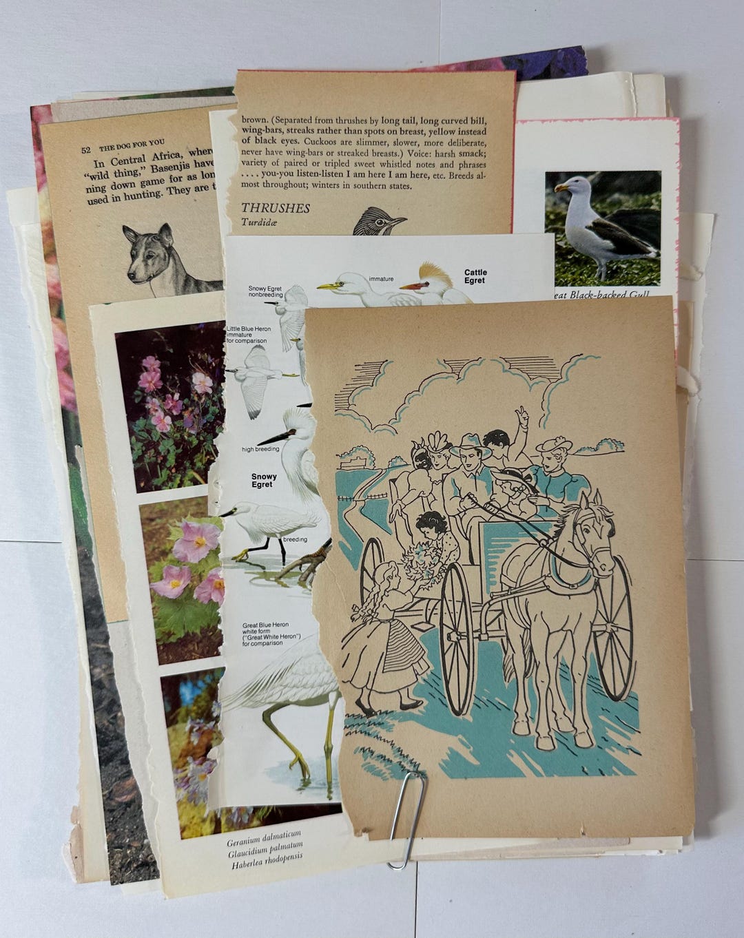 Ephemera Packet 50 Illustrated Book Pages A2 - Etsy
