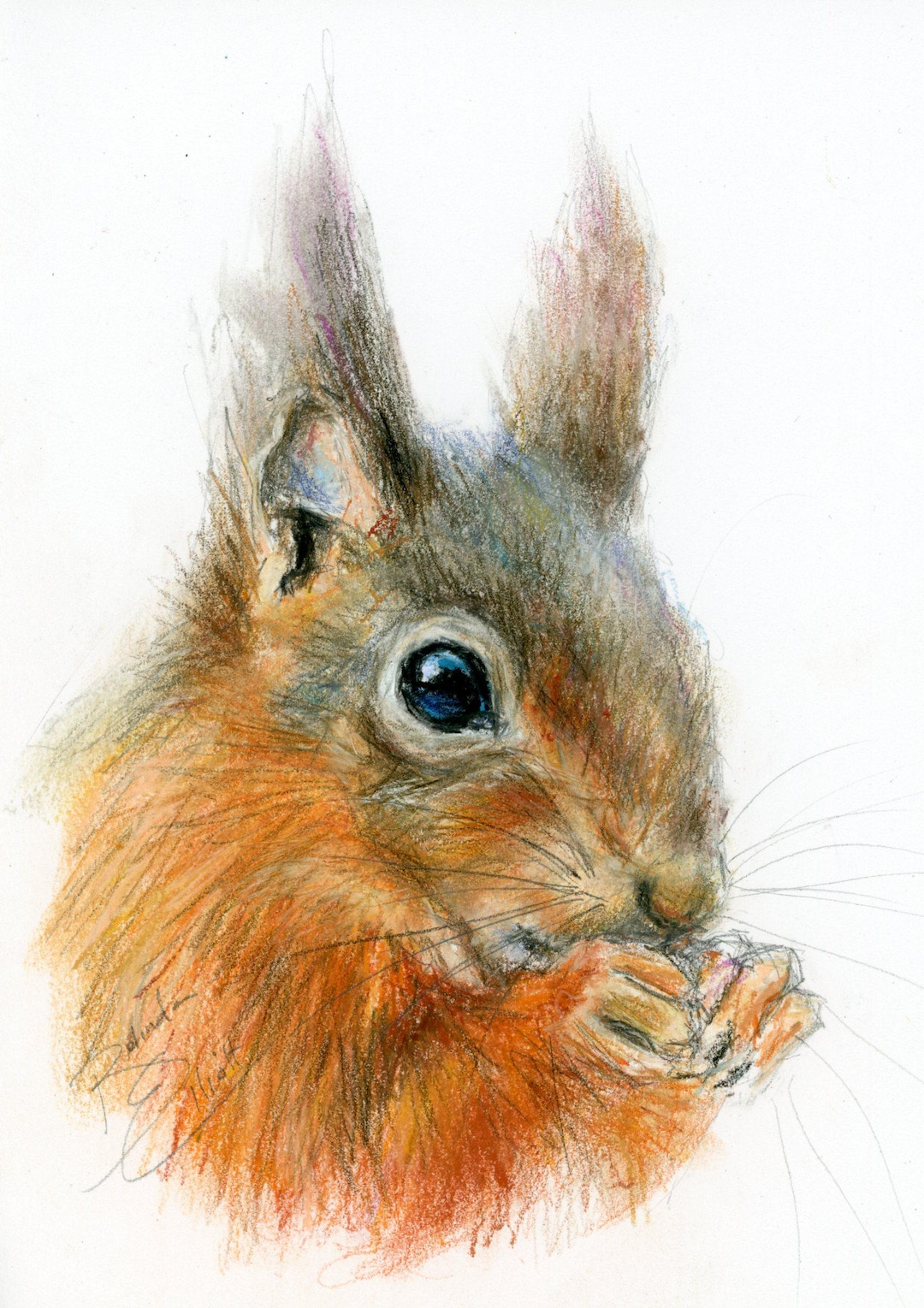Original Artwork - Mini A5 Pastel Portrait of a Red Squirrel - Etsy