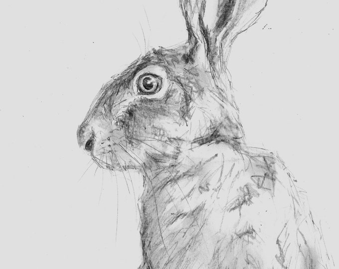 ORIGINAL A4 Pencil Wildlife Animal Drawing of a HARE by Animal Artist ...