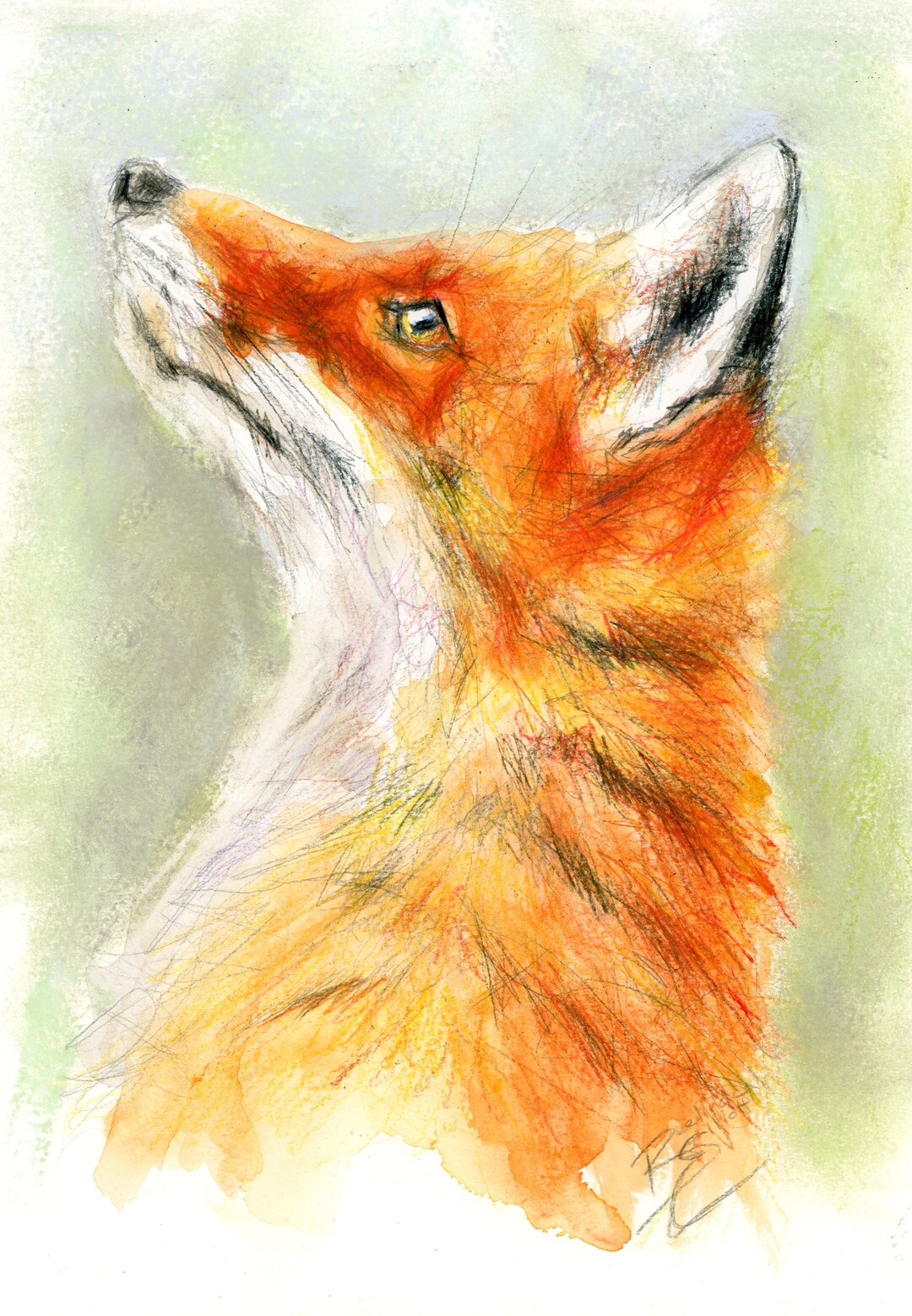 Original Artwork A4 Pencil Drawing of a Fox by Animal Artist - Etsy