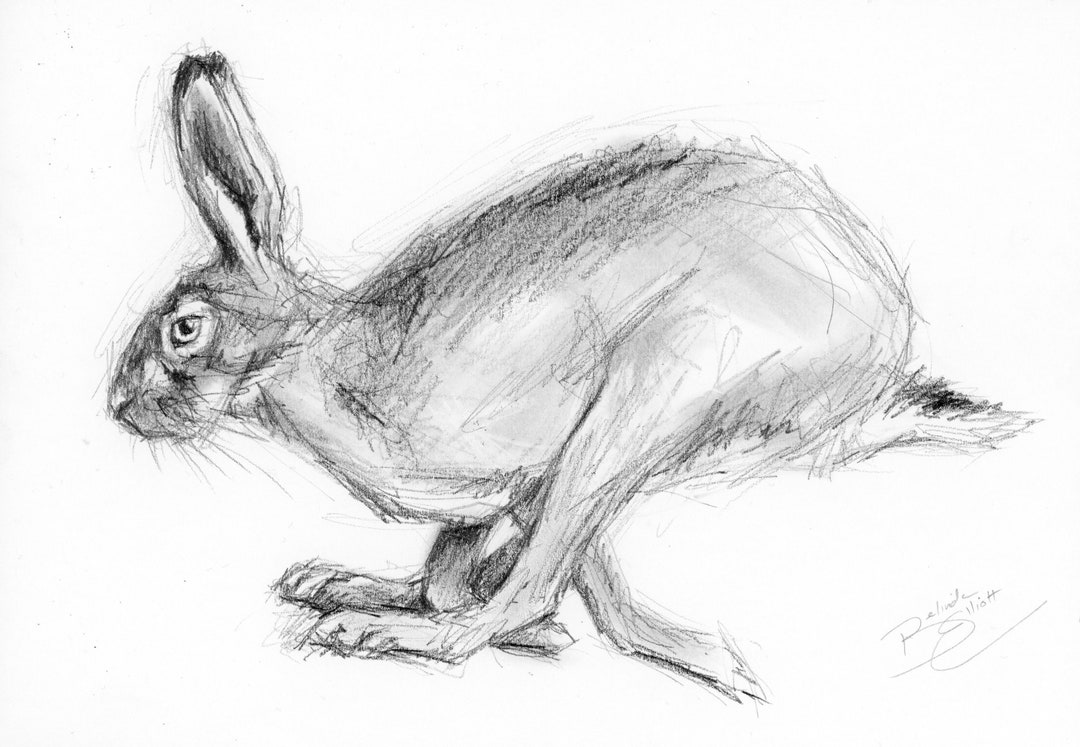 Original Artwork A4 Pencil Drawing of a Hare by Animal - Etsy