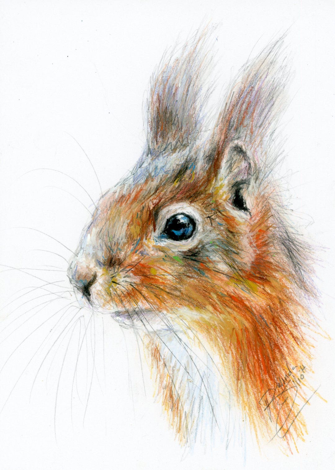 Original Artwork A5 Pastel Portrait of a Red Squirrel by Animal Artist ...