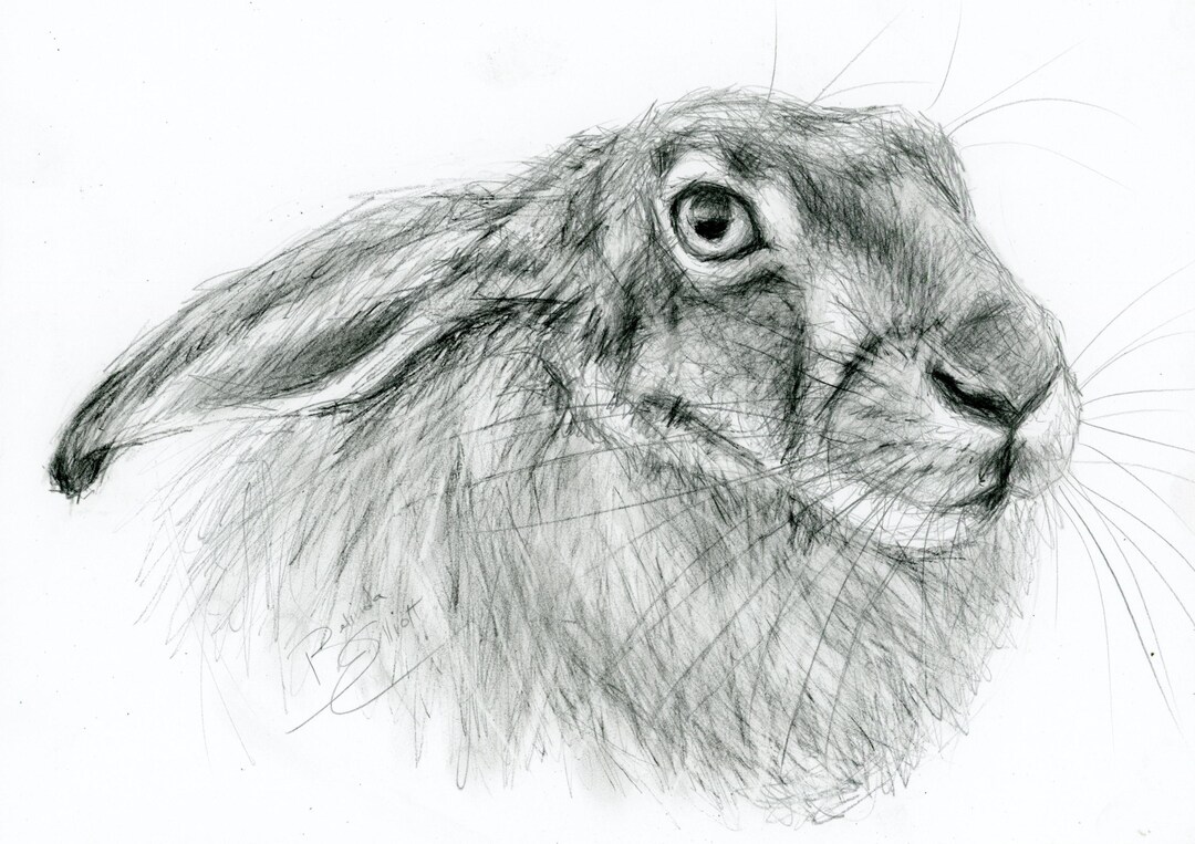 Original Artwork - A4 Charcoal and Graphite Drawing of a Hare - Etsy
