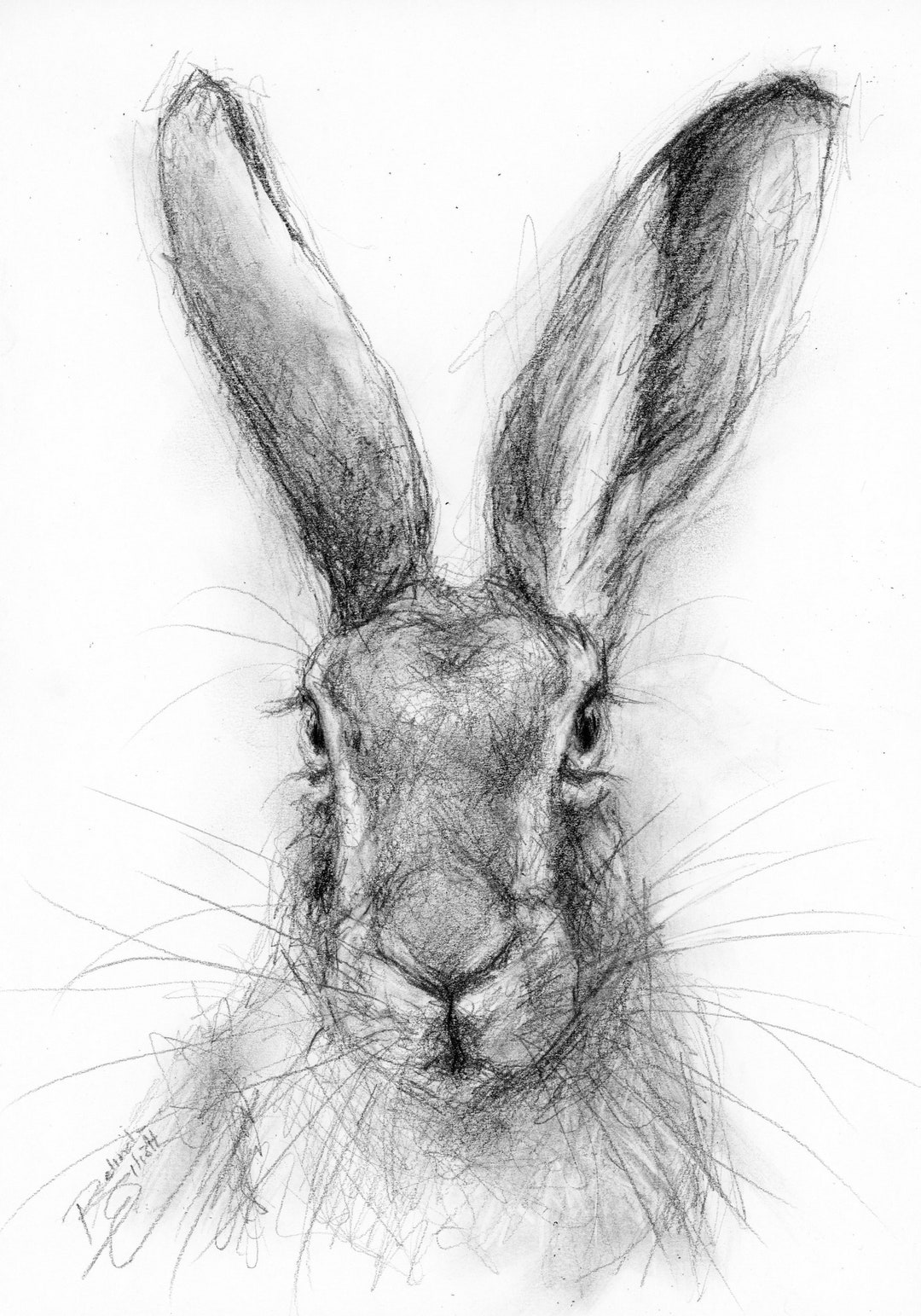 Original Artwork - A4 Pencil Drawing of a Hare by Animal Artist Belinda ...