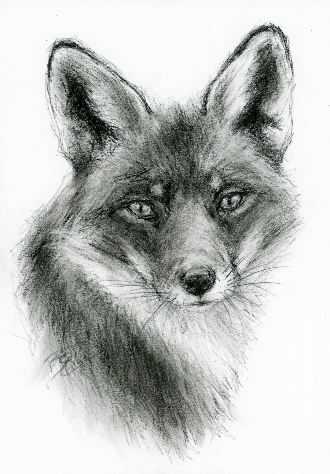 Original Artwork - A4 Charcoal Drawing of a Fox - Etsy
