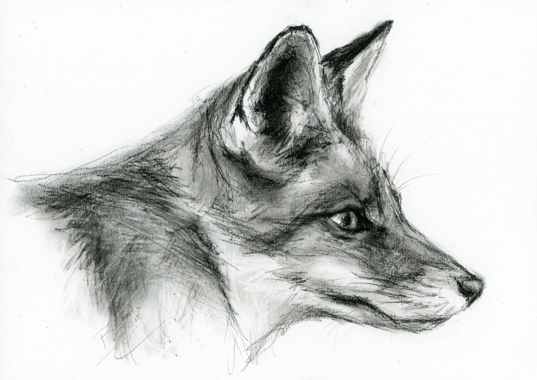 Original Artwork A4 Charcoal Drawing of a Fox by Animal Artist Belinda ...