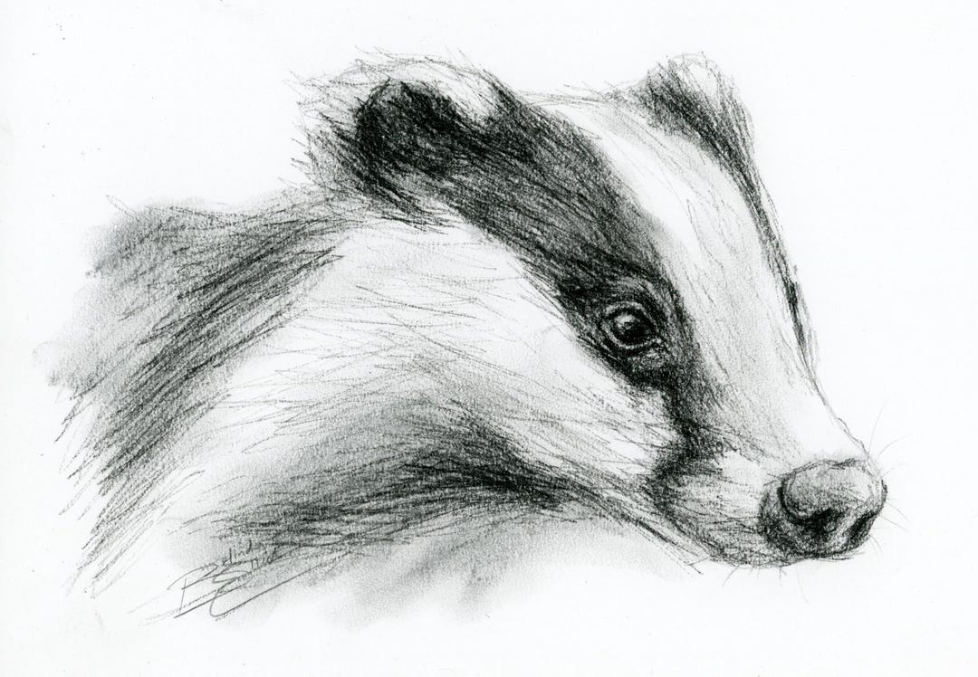 Original Artwork - A4 Charcoal Drawing of a Badger - Etsy