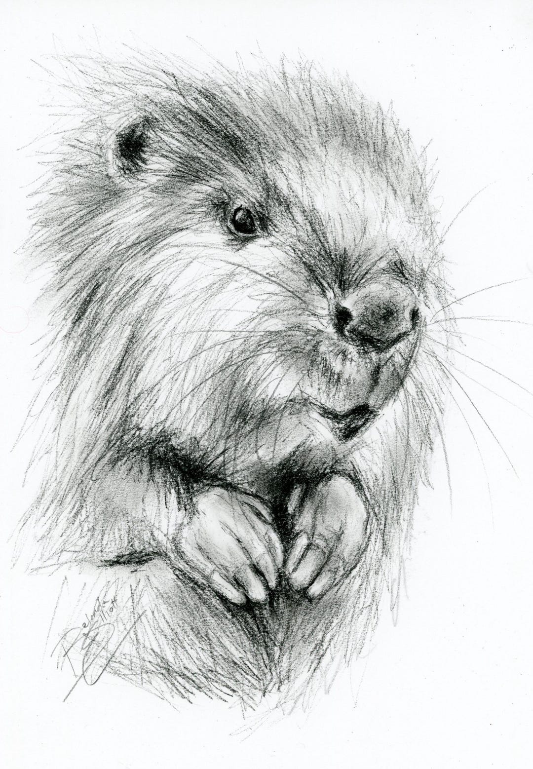 Original Artwork A4 Charcoal Drawing of a Beaver by Animal Artist ...