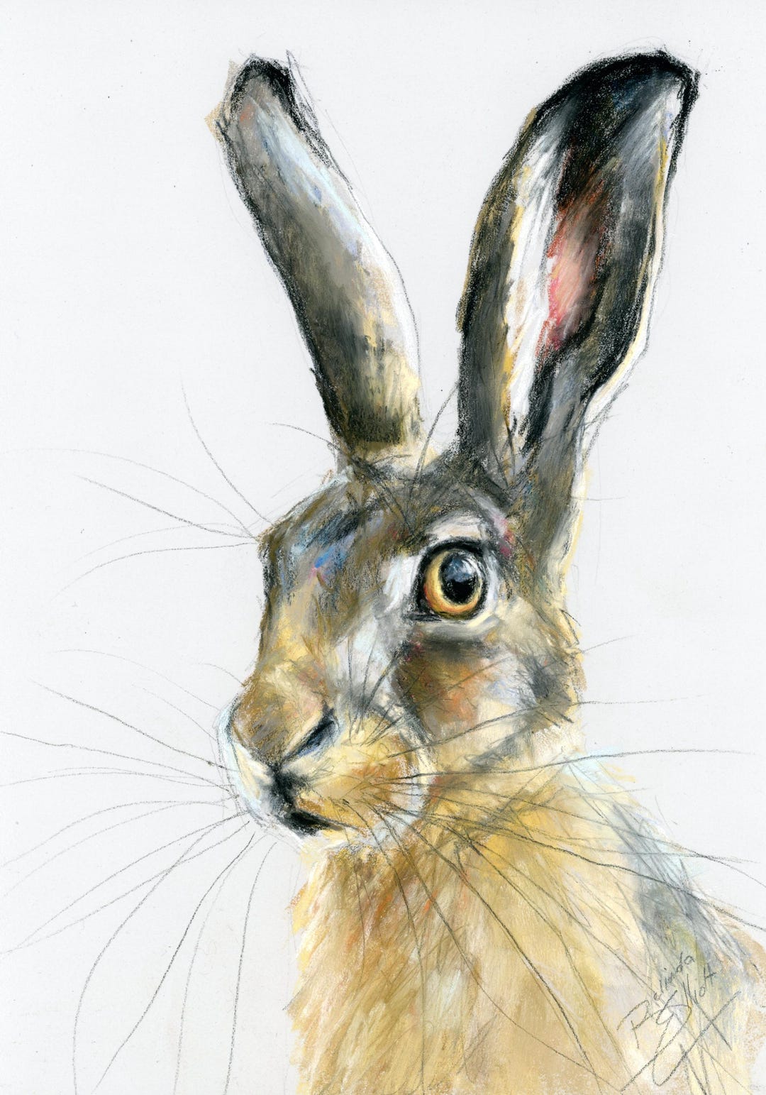 Original Artwork A4 Pastel Portrait of a Hare by Animal Artist Belinda ...