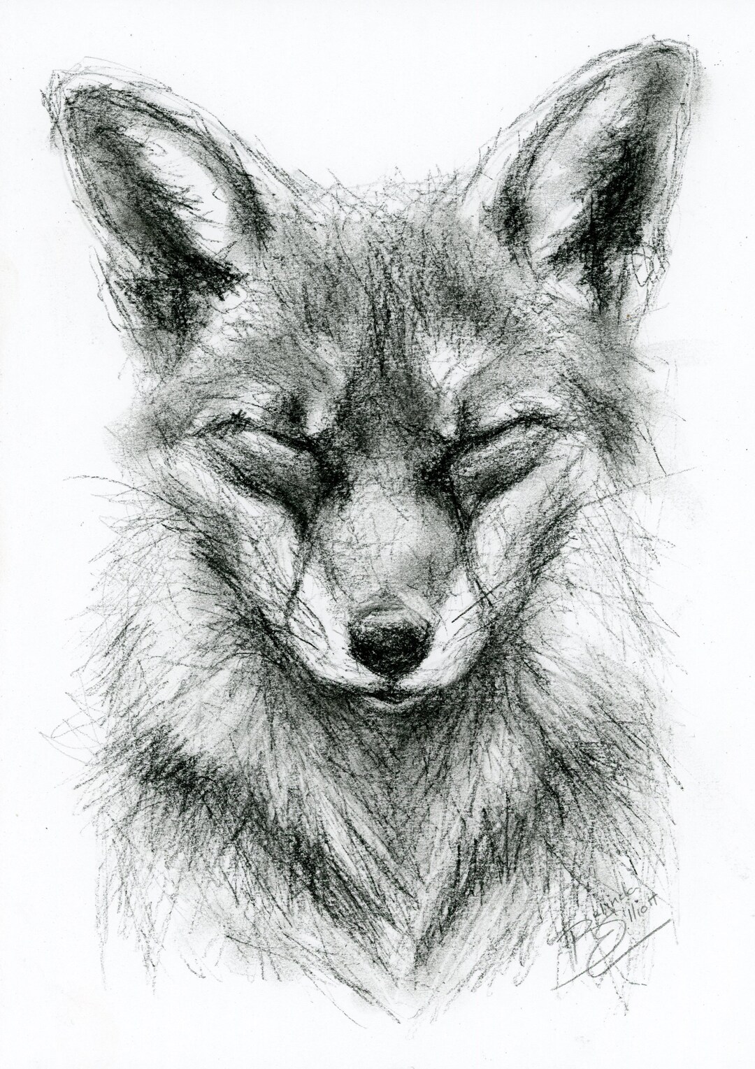 Original Artwork A4 Charcoal Drawing of a Fox by Animal Artist Belinda ...
