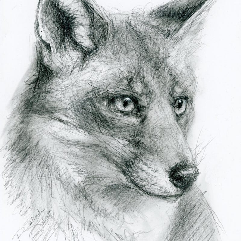 Fox Pencil Case - Etsy
