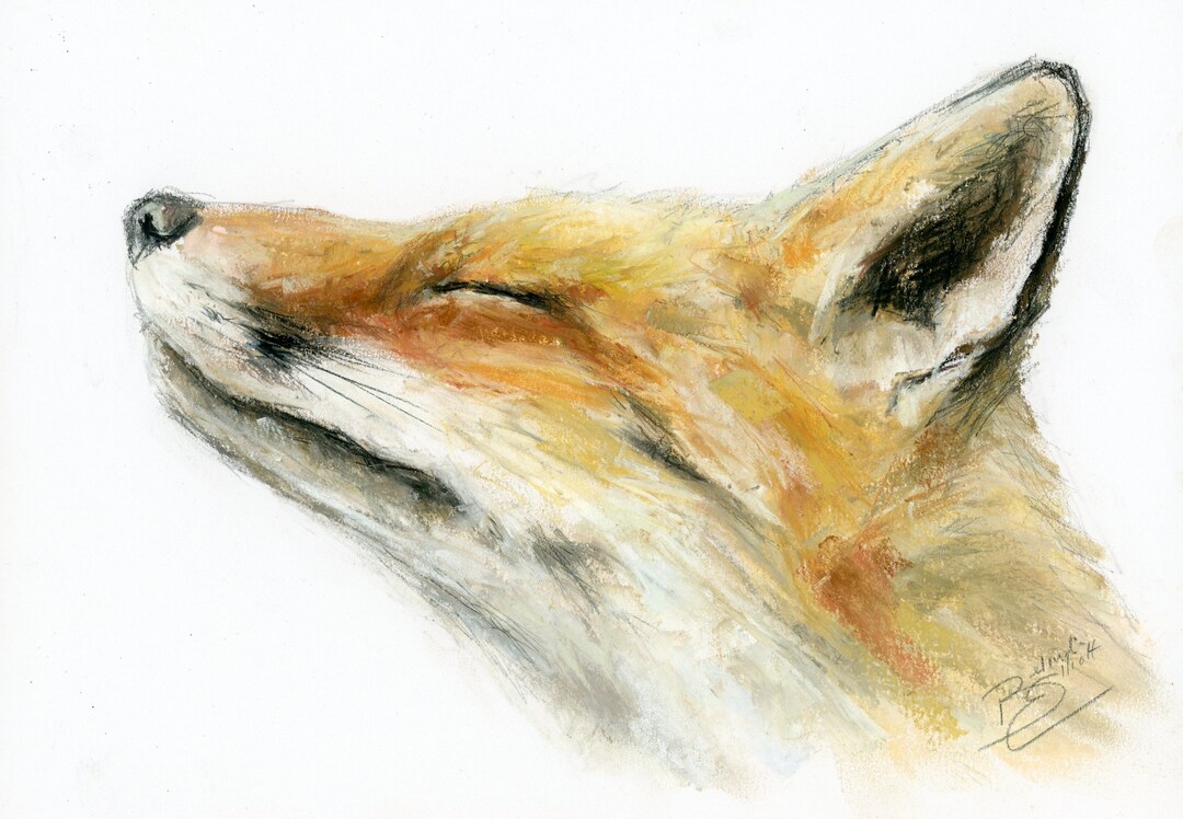 Original Artwork A4 Pastel Drawing of a Fox by Animal Artist Belinda ...