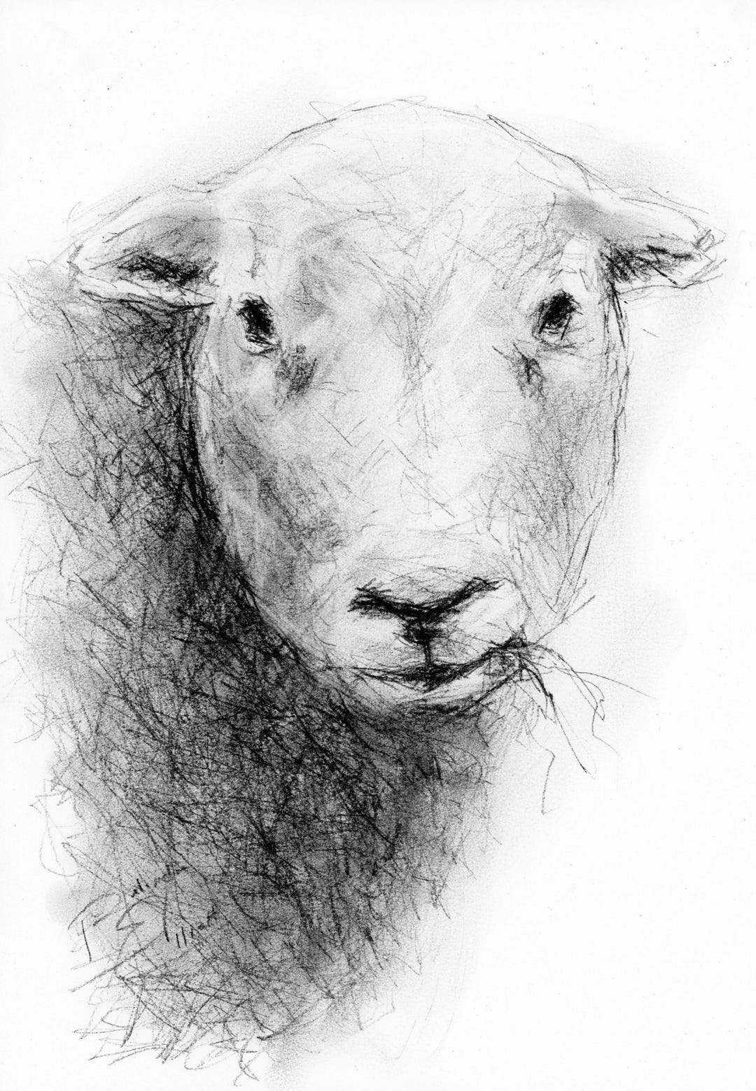 Original Artwork - A4 Charcoal Drawing of a Herwick Sheep Ewe - Etsy