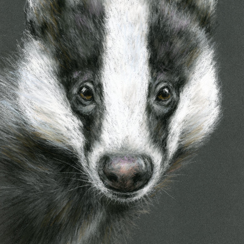 Original Badger Drawing - Etsy UK