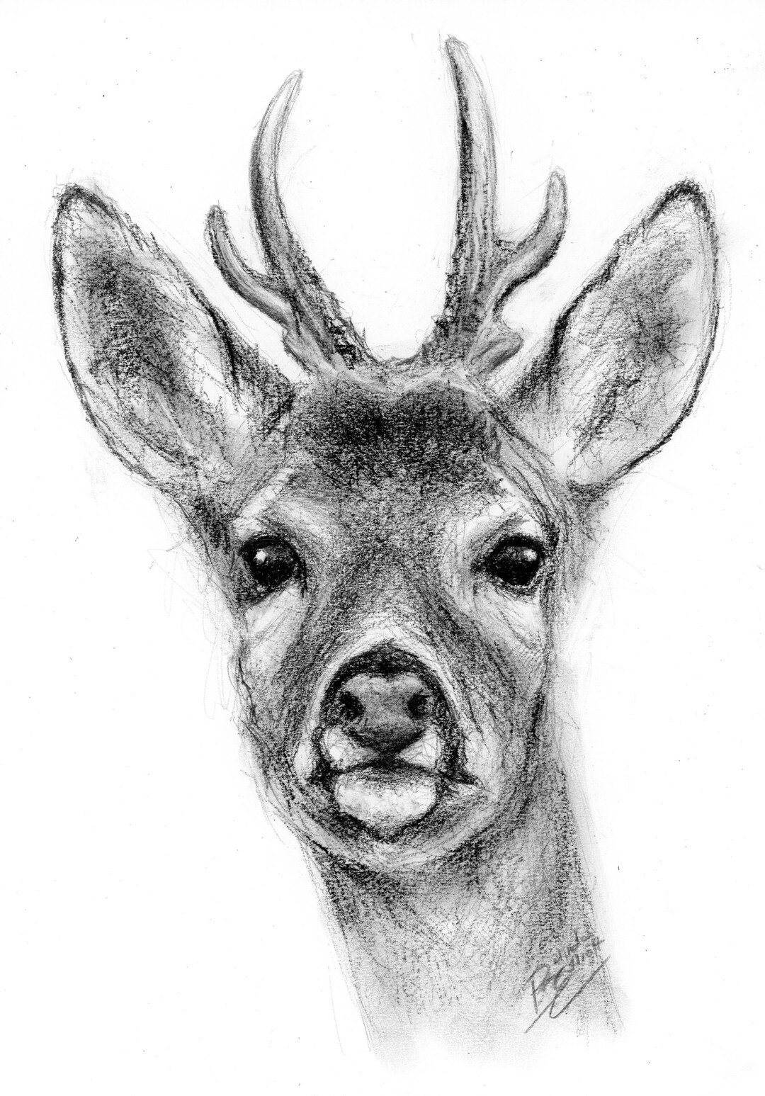 Original Artwork - A4 Charcoal Drawing of a Roe Deer Stag by Animal ...