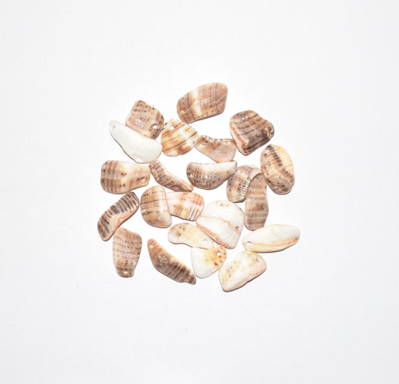 Seashell Beads Lot 22 Top Drilled SeaShell Part Beads Craft | Etsy