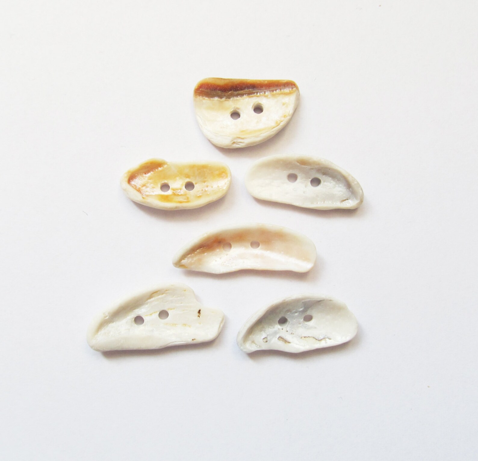 Seashell Buttons Set of 6 Sea Shell Buttons Craft Buttons | Etsy