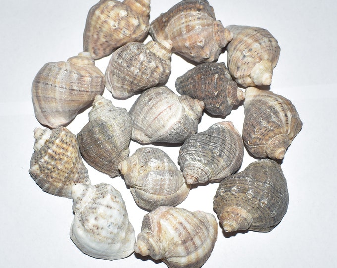 Sea Conch Shells Rapana Sea Shells Bulk Lot 15 Pieces 1.77 Genuine ...