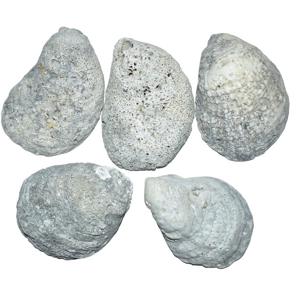 Sea Shells for Aquarium Decor - Etsy