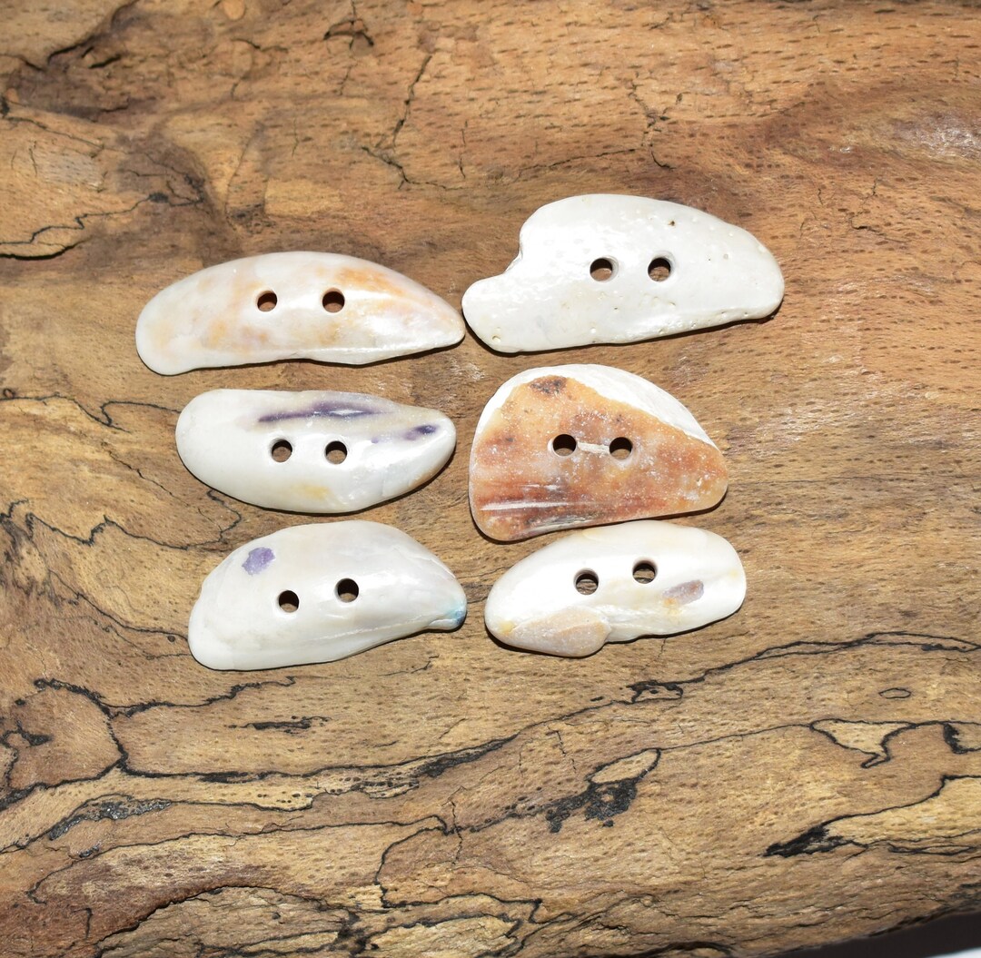 Seashell Buttons Set of 6 Sea Shell Buttons Craft Buttons Organic ...